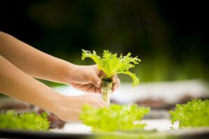 Best pH Level for Hydroponic (Hydroponic pH Level Chart) - Gardenia Organic