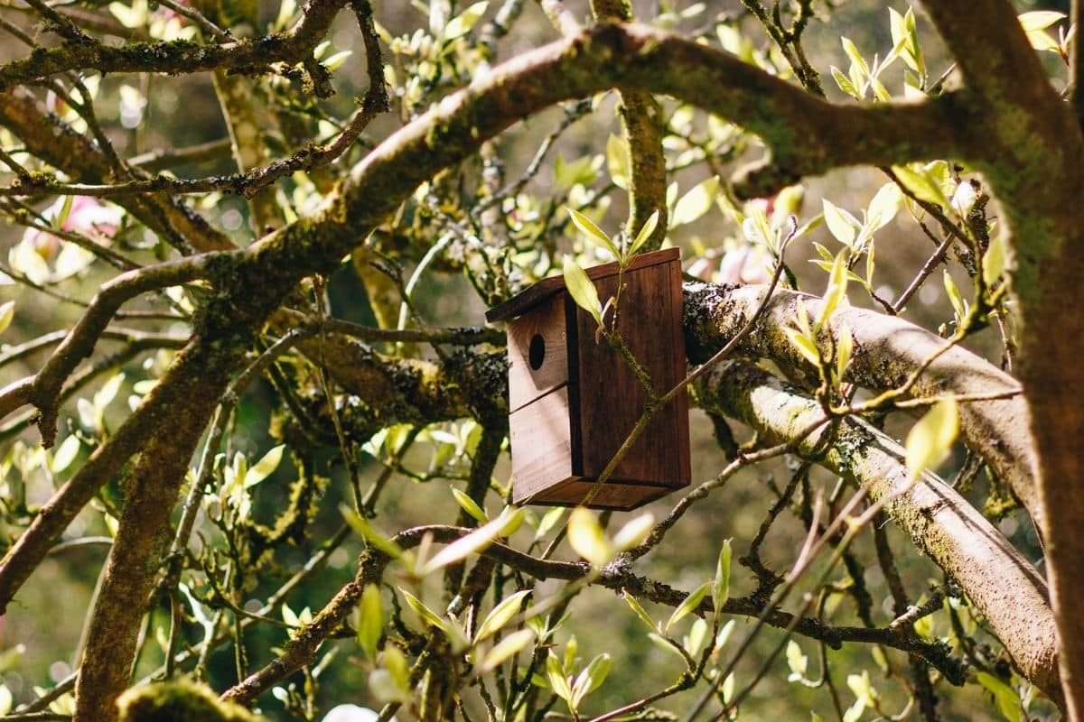 How Close Can Birdboxes Be? - Gardenia Organic