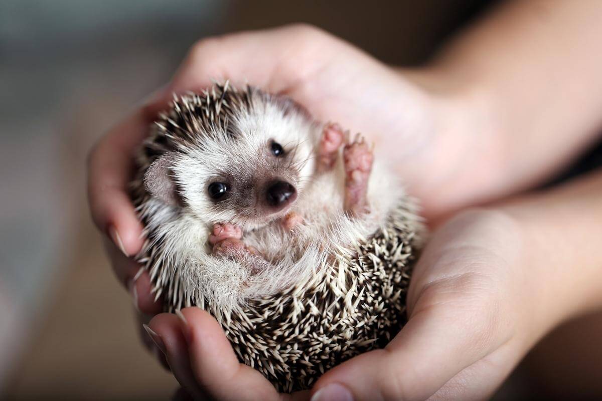 Why Do Hedgehogs Curl Up In A Ball Gardenia Organic