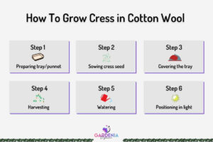 How To Grow Cress in Cotton Wool - Gardenia Organic