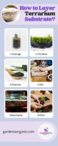 Terrarium Substrate Layers (Complete Guide) - Gardenia Organic