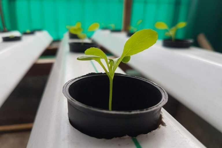 Best pH Level for Hydroponic (Hydroponic pH Level Chart) - Gardenia Organic