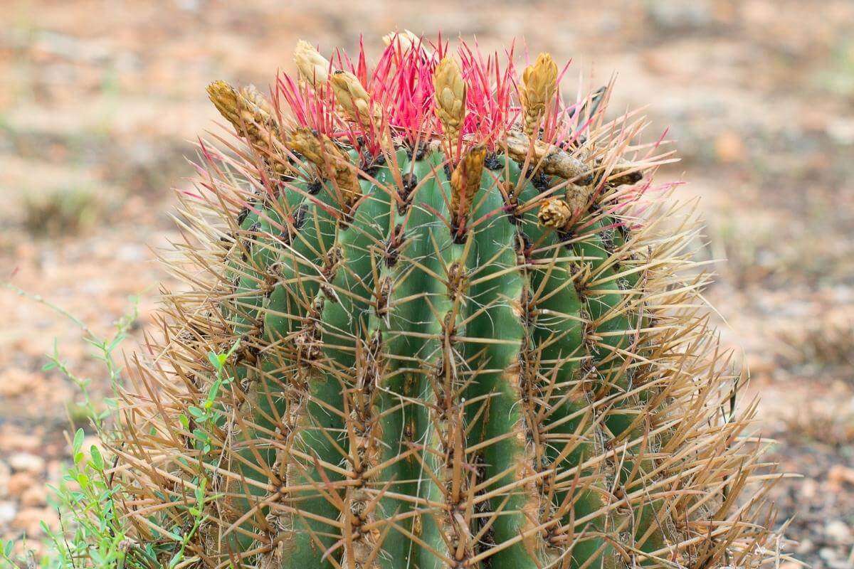 How Often to Water Outdoor Cactus? - Gardenia Organic