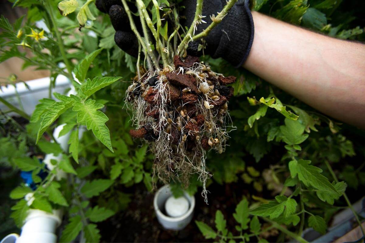Vermiponics - Aquaponics without Fish Explained - Gardenia Organic