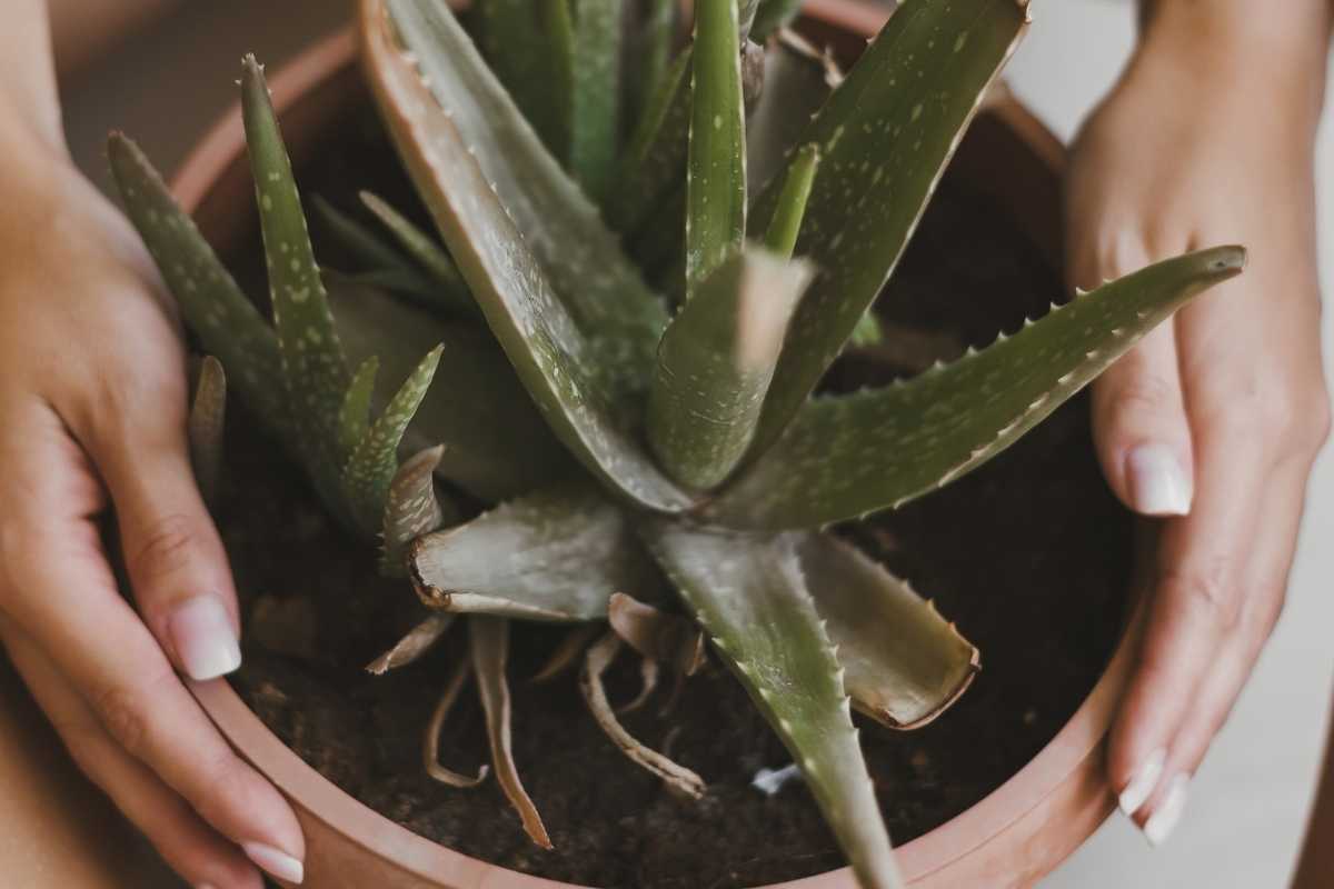 Great Advice for Reviving Sunburnt Aloe Vera Plants - Gardenia Organic