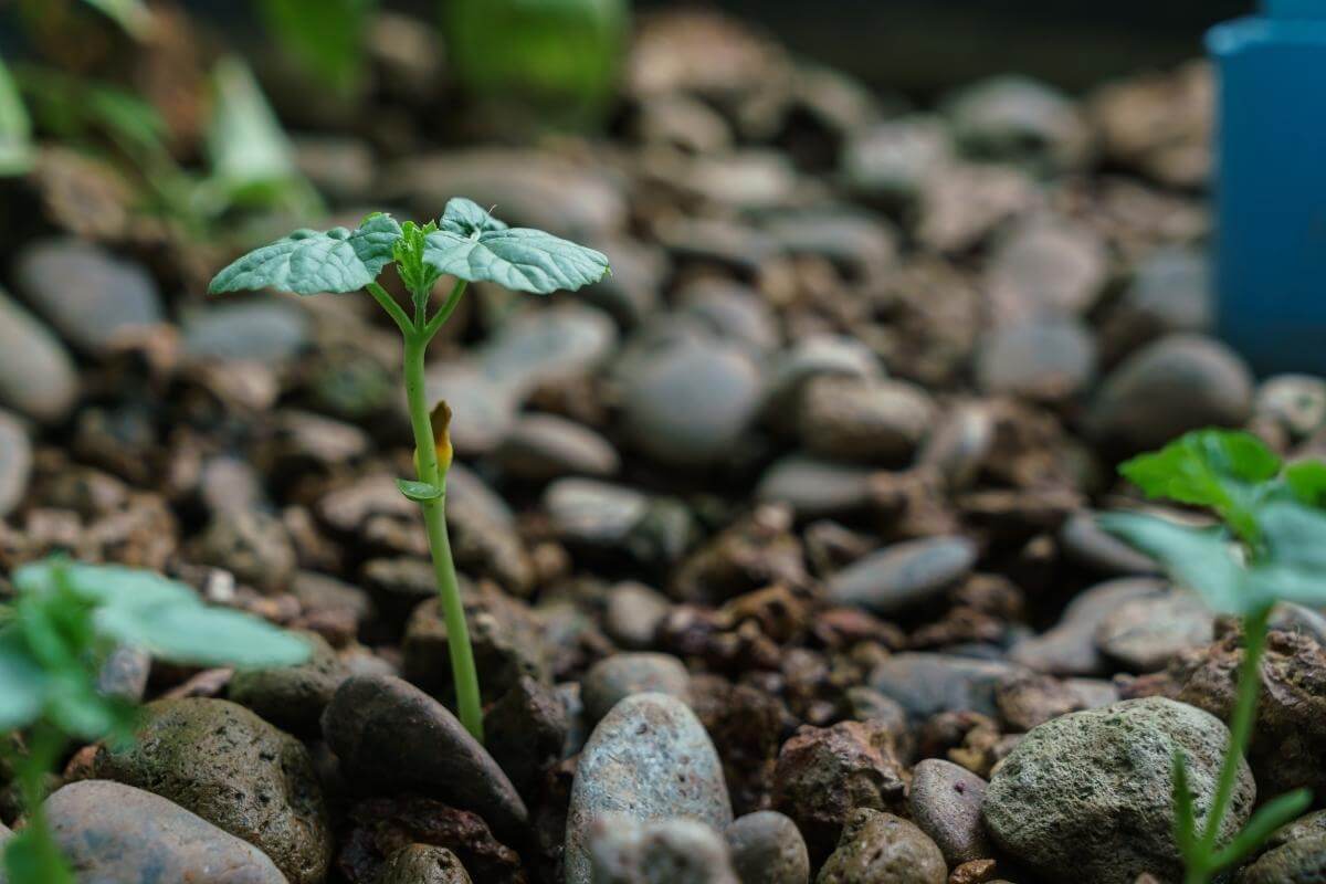 NFT Vs DWC Aquaponics: Which Is Better? - Gardenia Organic