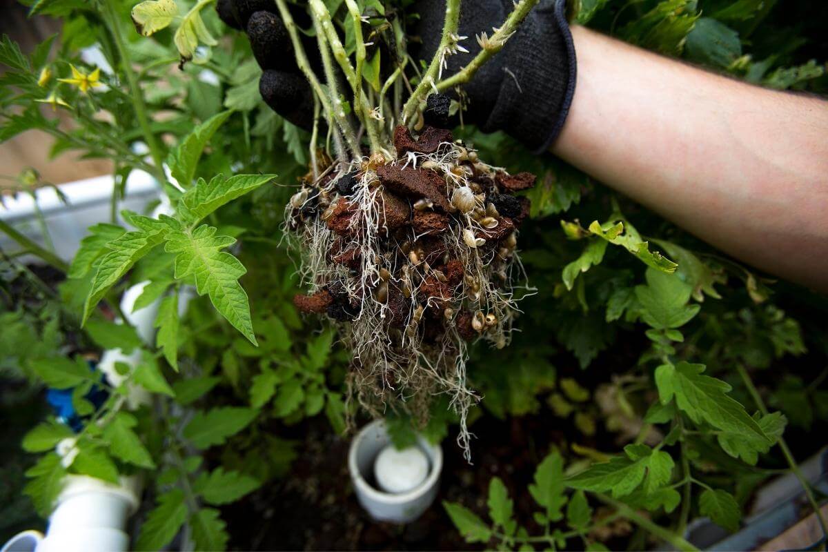 NFT Vs DWC Aquaponics: Which Is Better? - Gardenia Organic