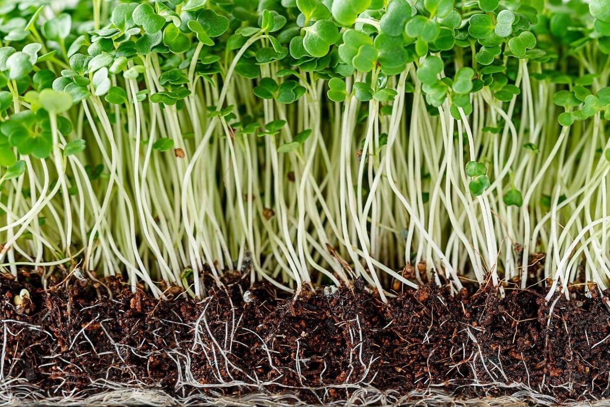 How To Start Microgreen At Home (DIY Microgreen Setup) - Gardenia Organic