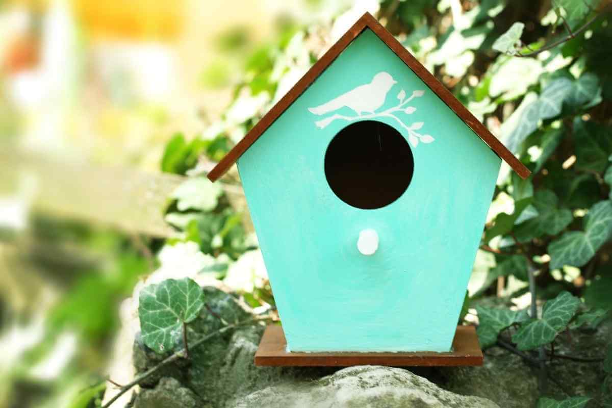 Complete Guide to Garden Bird Nest Box Size and Dimensions - Gardenia ...