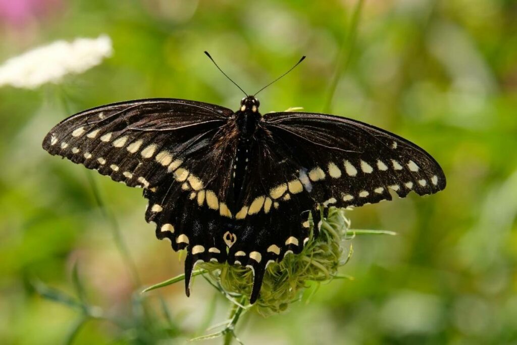 Black Swallowtail Male vs Female - How Do You Tell? - Gardenia Organic