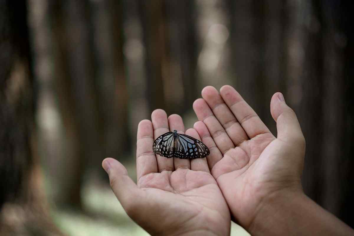 Do Butterflies Bite or Sting? - Gardenia Organic