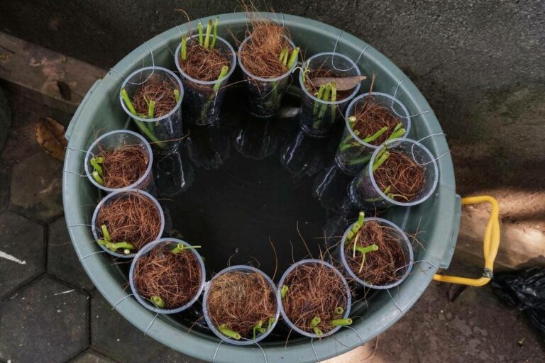 How to Calculate Hydroponic Nutrients Formula - Gardenia Organic