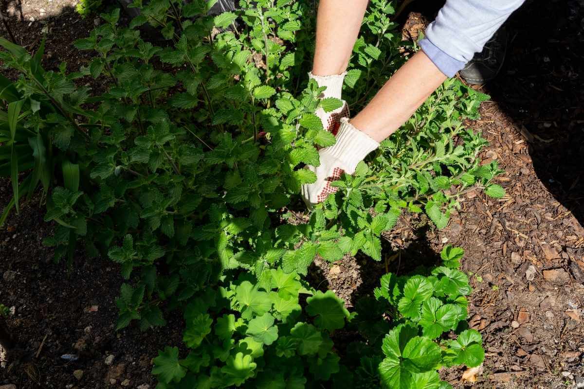 Why Is My Catmint Floppy and How Do I Fix It? - Gardenia Organic