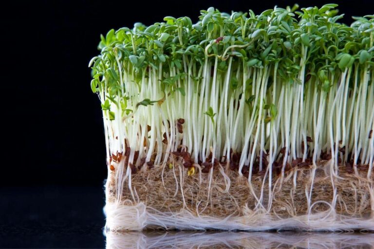 How to Grow Cress in a Jar? - Gardenia Organic