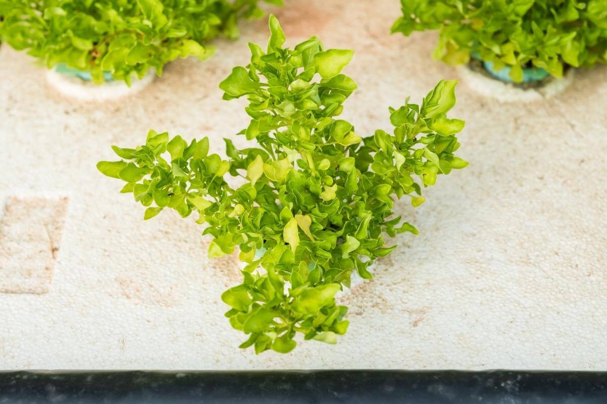 Vermiponics - Aquaponics without Fish Explained - Gardenia Organic