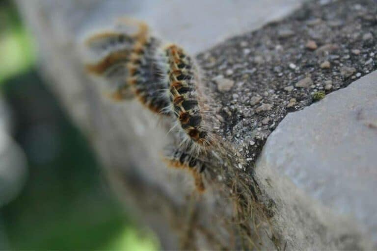 Do Centipedes Have 100 Legs? Why Do They Have so Many Legs? - Gardenia ...