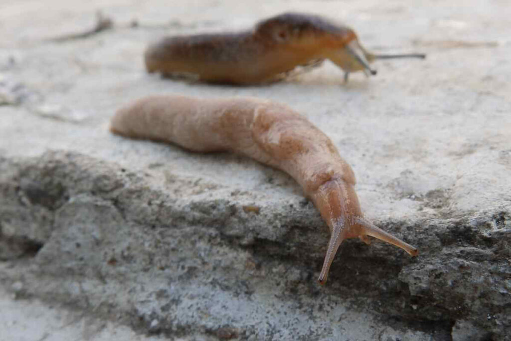 Do Slugs Bite? Do They Have Teeth? - Gardenia Organic