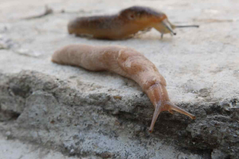 Do Slugs Bite? Do They Have Teeth? - Gardenia Organic