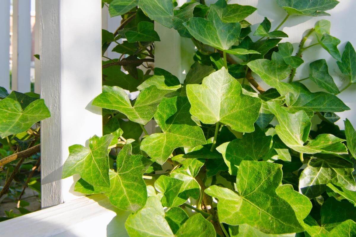 How to Quickly Kill and Remove Ivy From Trees and Walls - Gardenia Organic