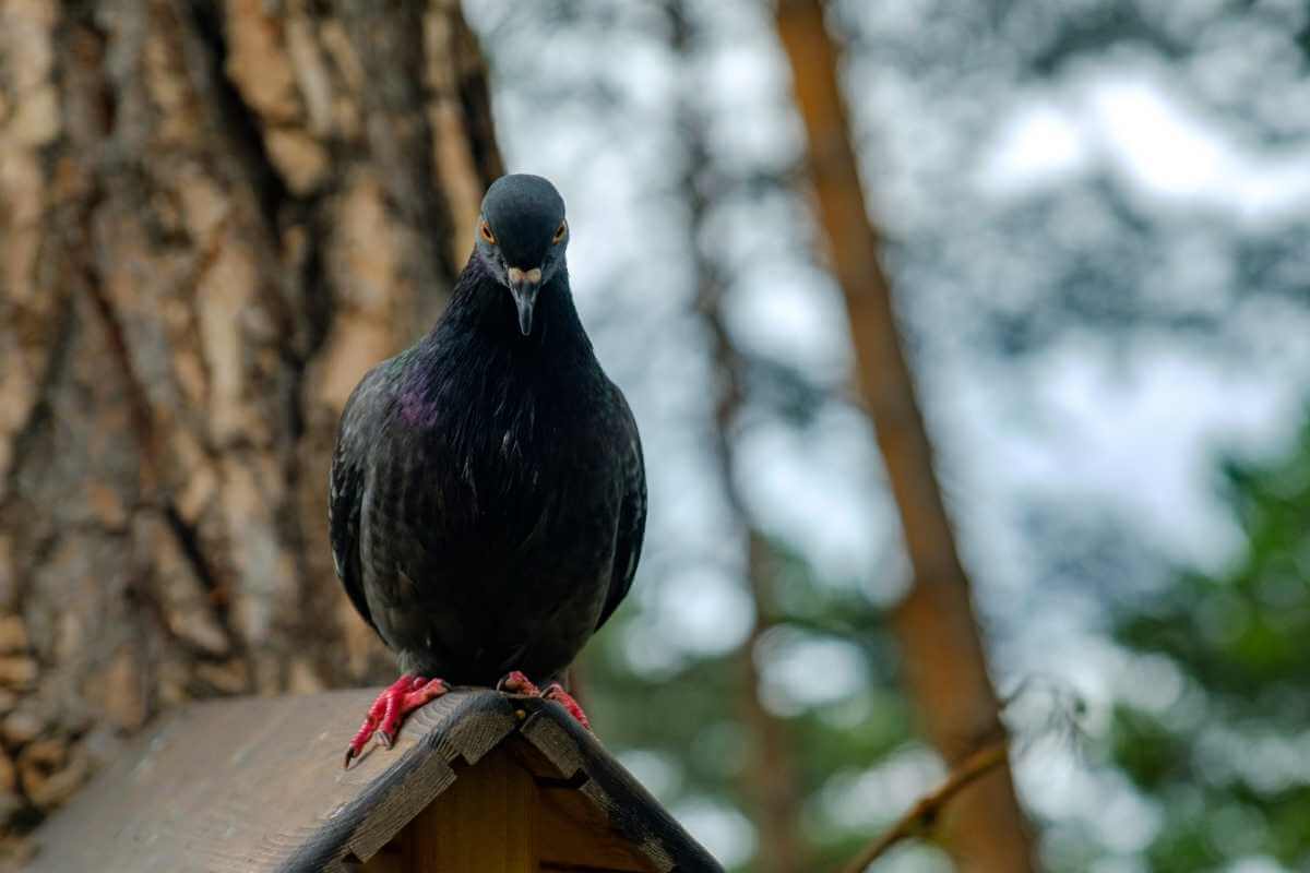 How to Make a Bird Table Pigeon-Proof - Gardenia Organic