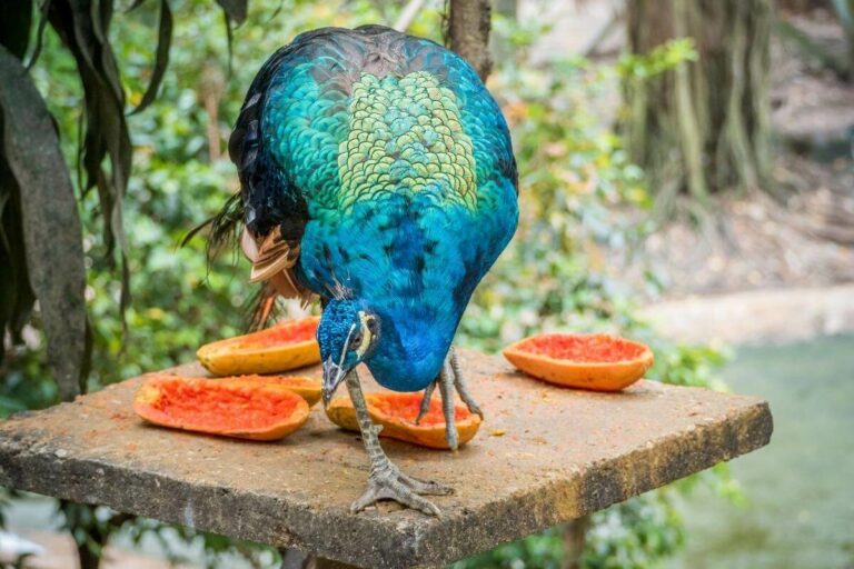 What to Feed Wild Peacocks in Your Backyard: Feeding Guide - Gardenia ...