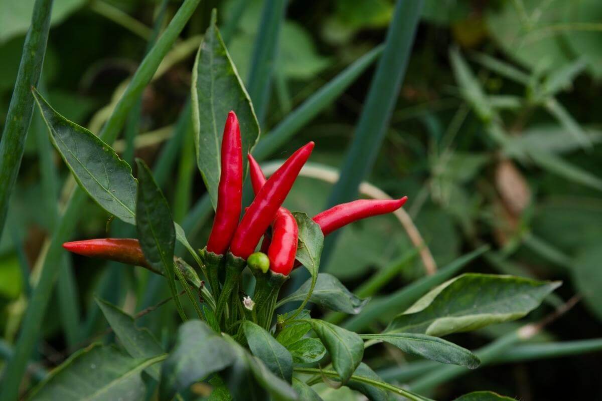 How to Grow Chili Plants Faster at Home? - Gardenia Organic
