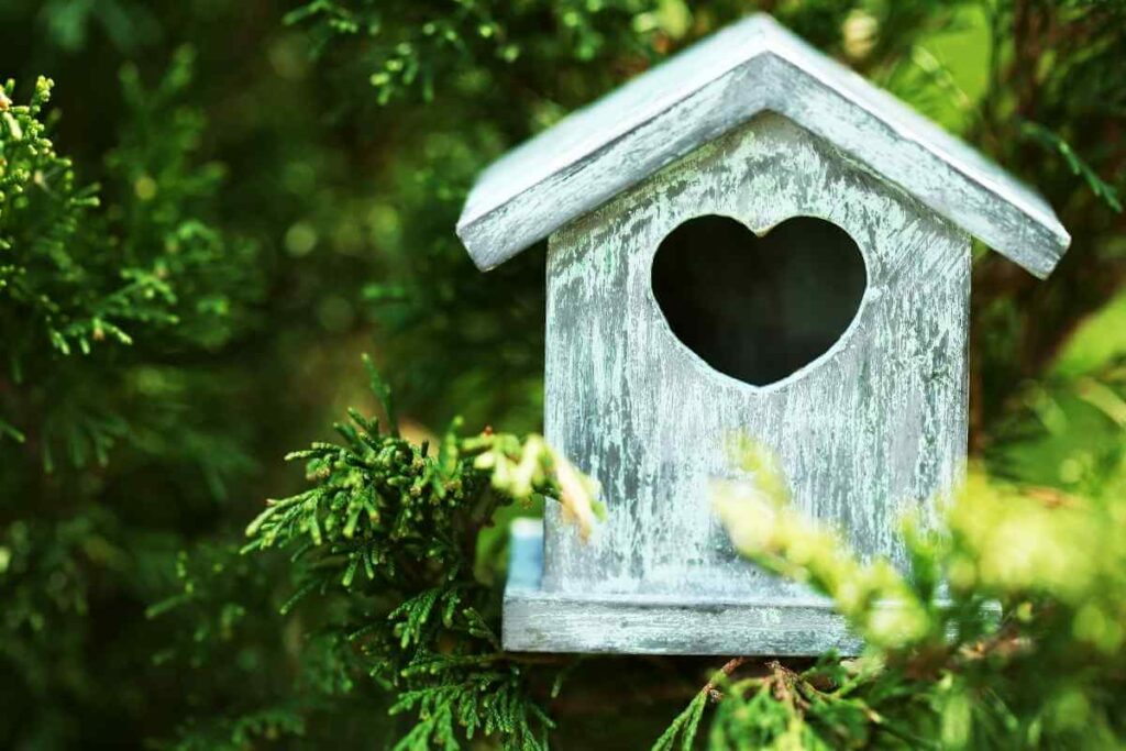 Complete Guide to Garden Bird Nest Box Size and Dimensions - Gardenia ...