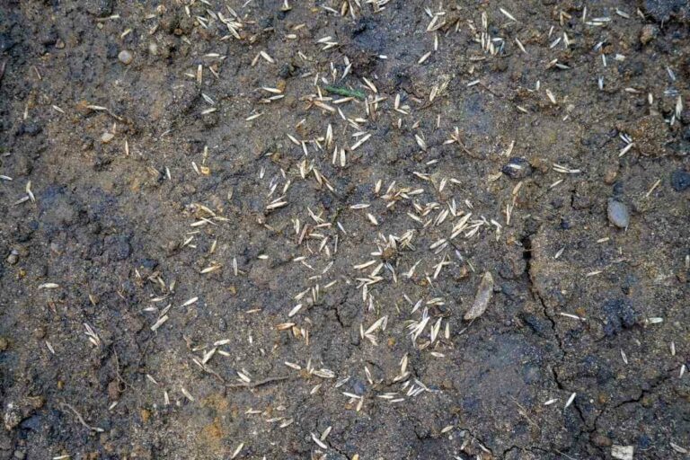 Do Grass Seeds Need to Be Buried? - Gardenia Organic