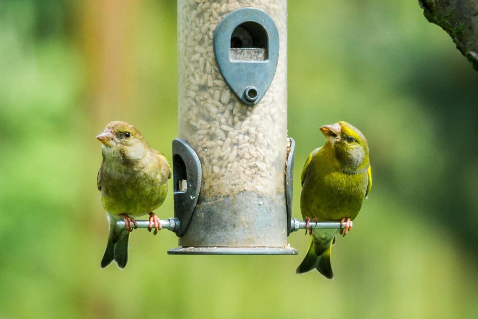 How to Attract Green Finches to Your Garden - Gardenia Organic