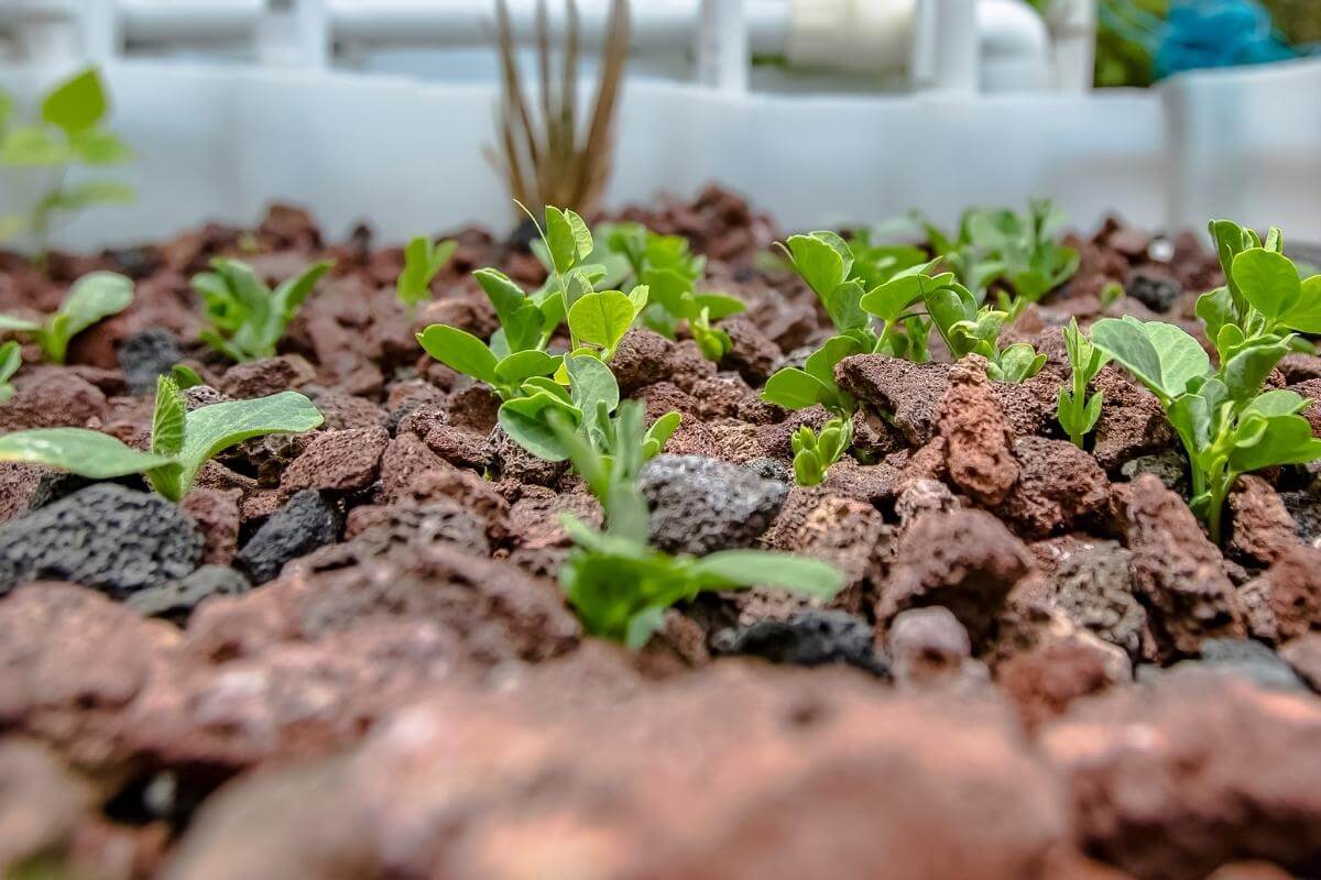 How to Choose Aquaponics Grow Bed Material - Gardenia Organic