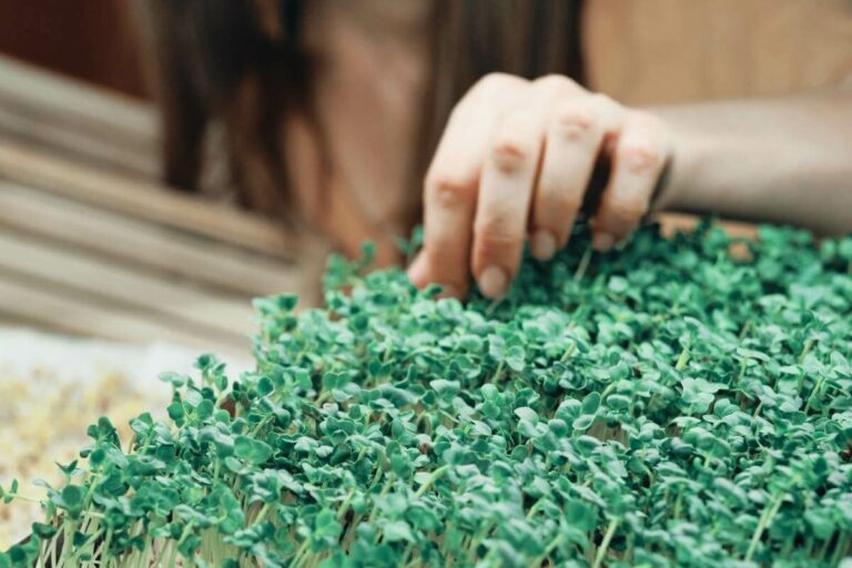 How to Grow Alfalfa Microgreens? - Gardenia Organic
