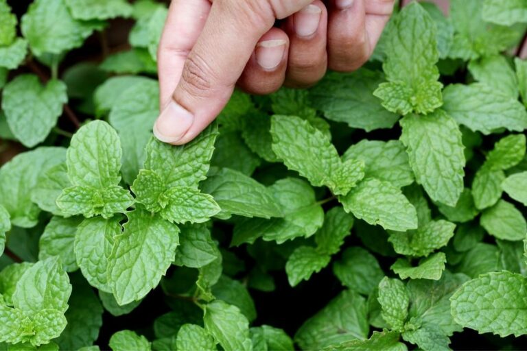 How to Get Big Mint Leaves - Gardenia Organic