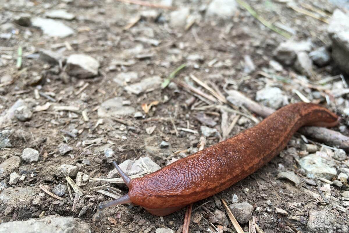 Where Slugs Come From? Slug Prevention - Gardenia Organic