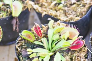 How Much Water Does A Venus Flytrap Need? - Gardenia Organic
