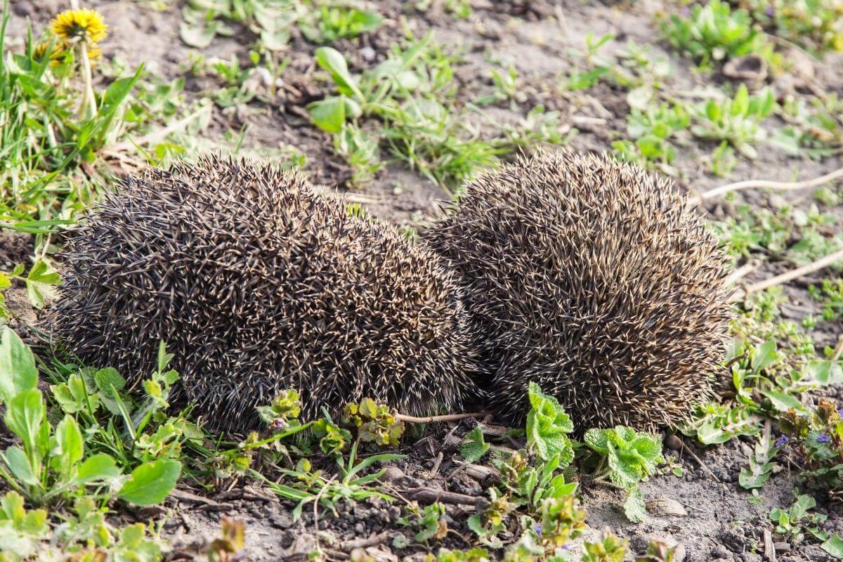 When Do Garden Hedgehogs Give Birth? - Gardenia Organic