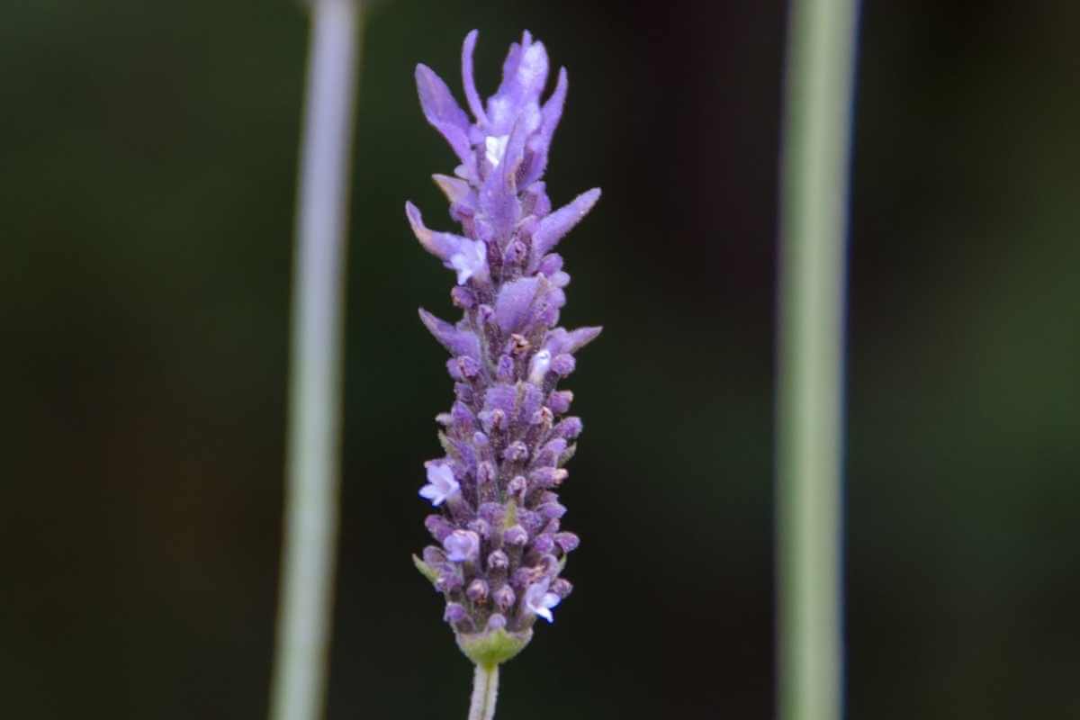 11 Low Maintenance Balcony Plants (Perfect for Windy Ledges) - Gardenia ...