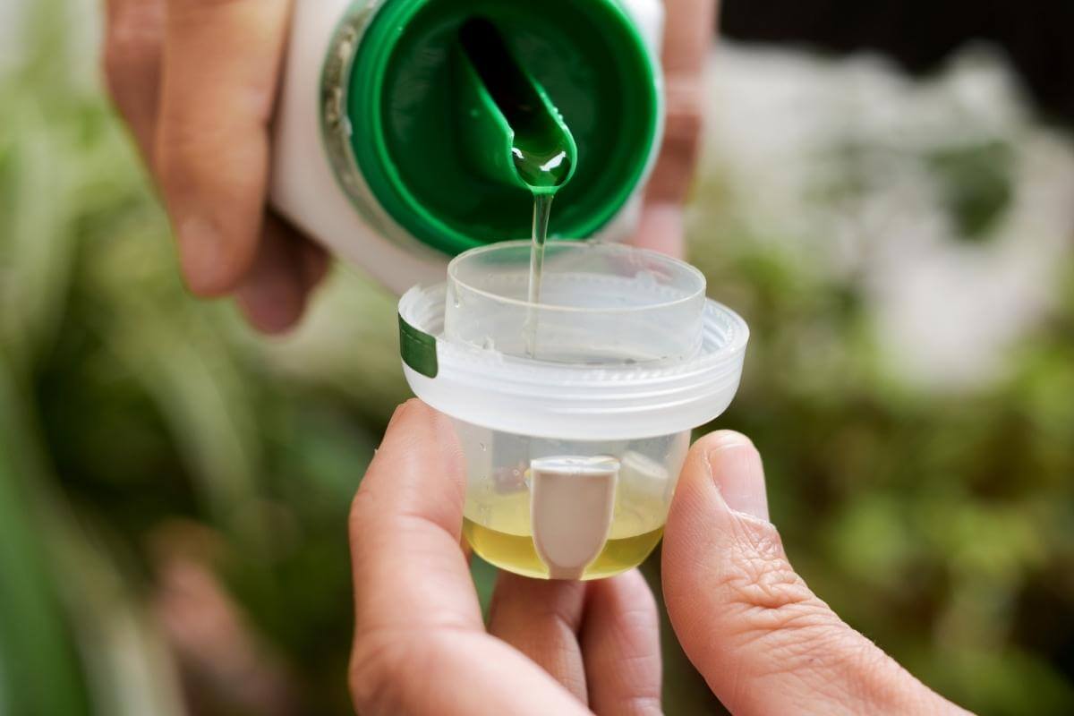 Mango Tree Fertilizers Free And Shop Fertilizers Gardenia Organic