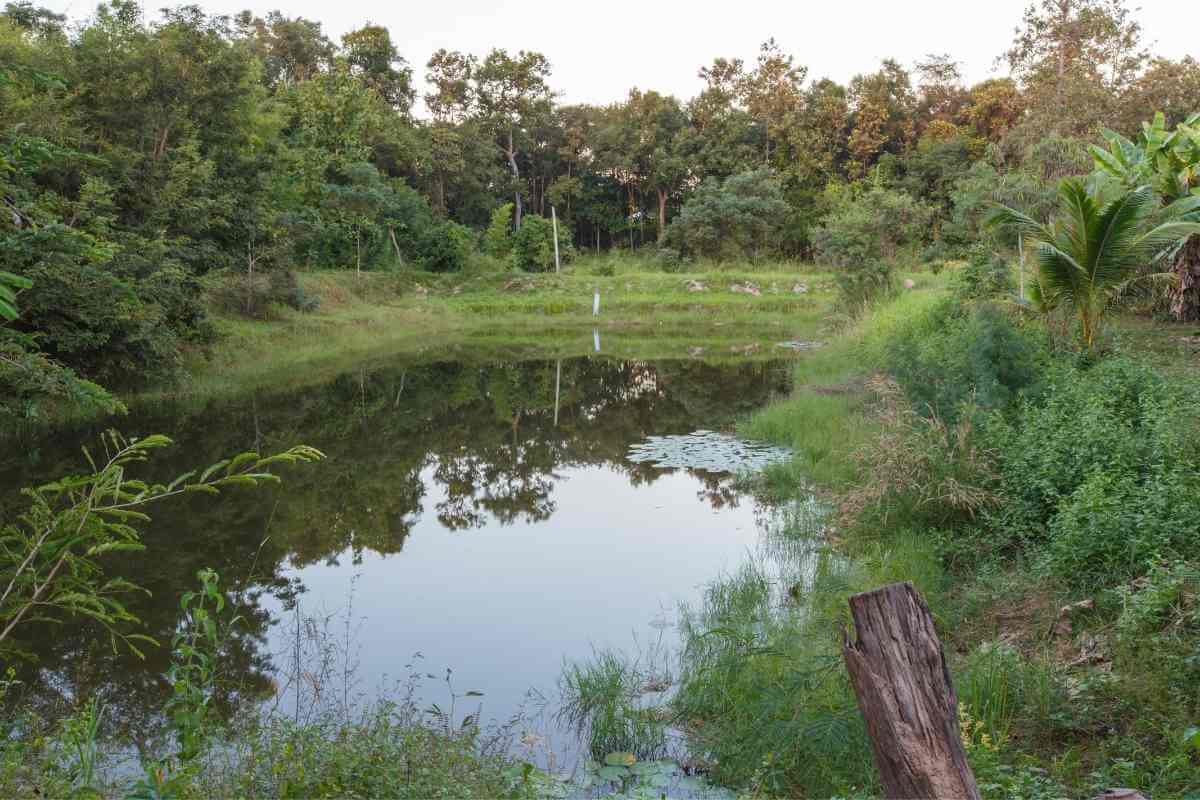 How Do Natural Ponds Stay Clean? - Gardenia Organic