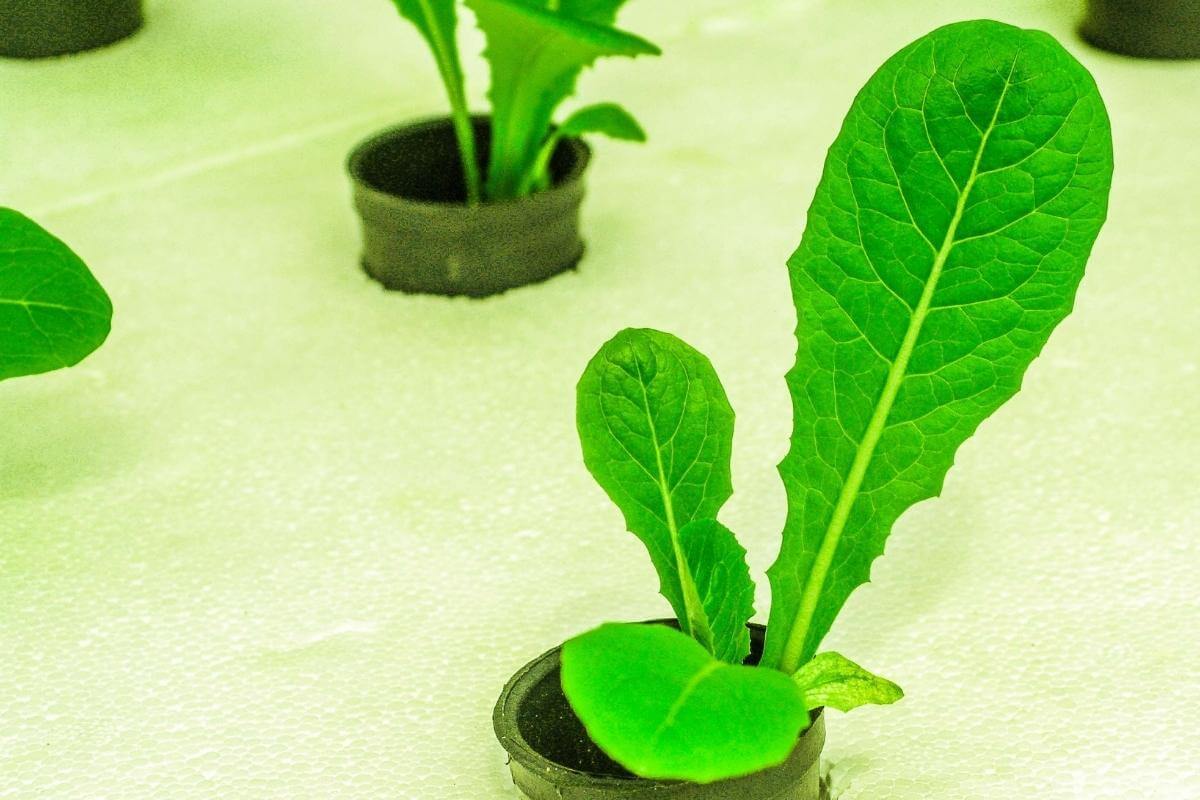 Can You Use Foam as A Hydroponic Growing Medium? - Gardenia Organic