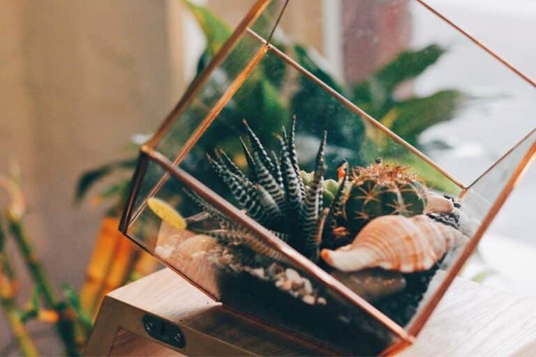 Terrarium Substrate Layers (Complete Guide) - Gardenia Organic