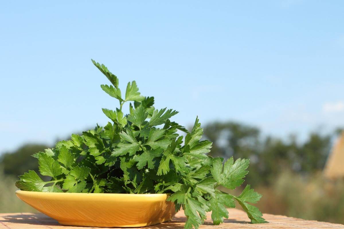 Can You Eat Yellow Parsley? - Gardenia Organic