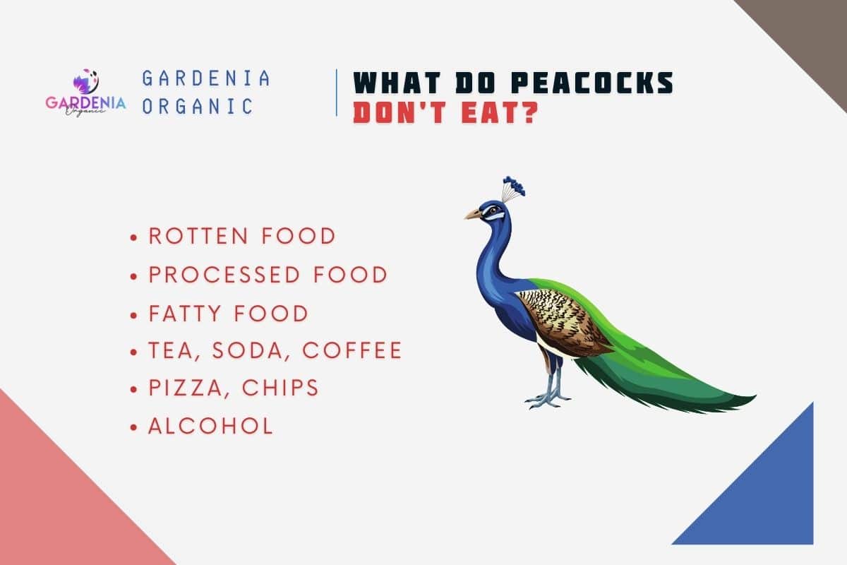 What To Feed Wild Peacocks In Your Backyard Feeding Guide Gardenia