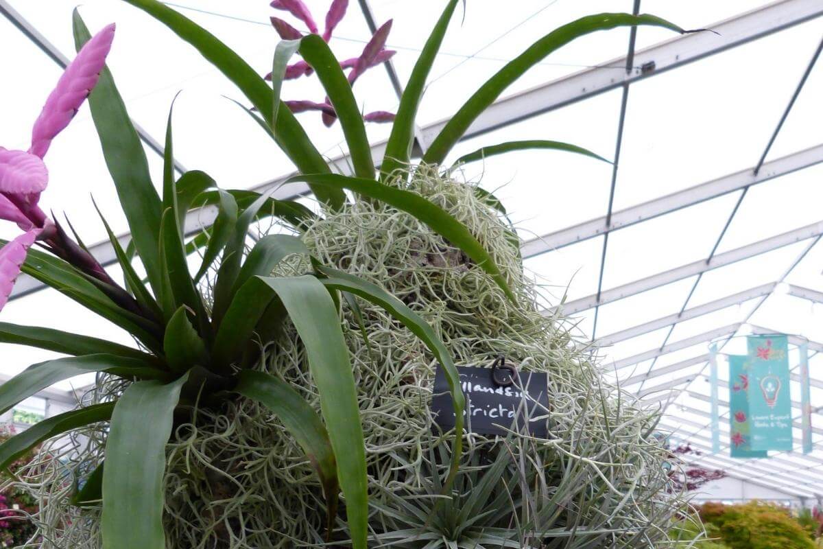 Pink Quill Plant Care Guide (Beautiful Images) - Gardenia Organic