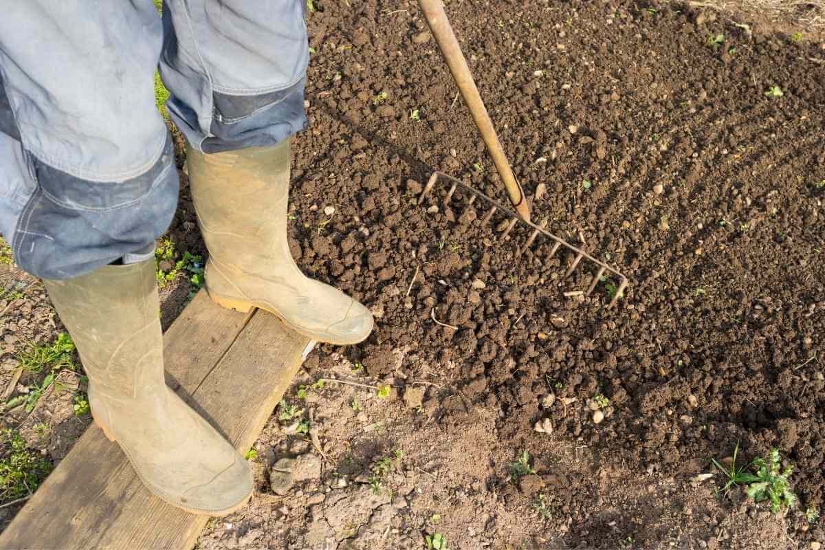 Common Creeping Weeds: How to Recognize & Prevention - Gardenia Organic