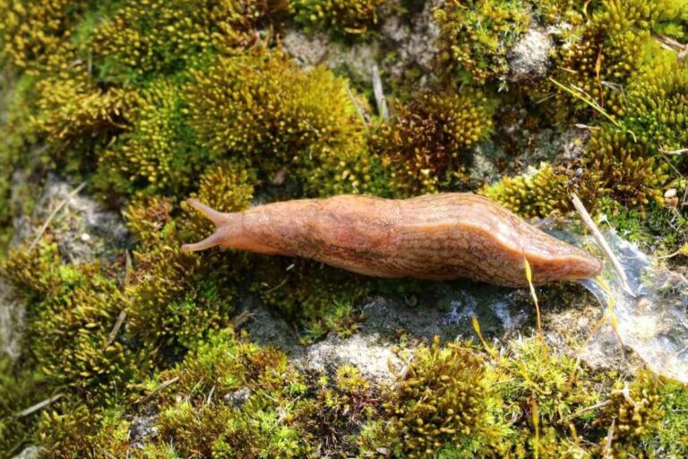 Do Slugs Bite? Do They Have Teeth? - Gardenia Organic