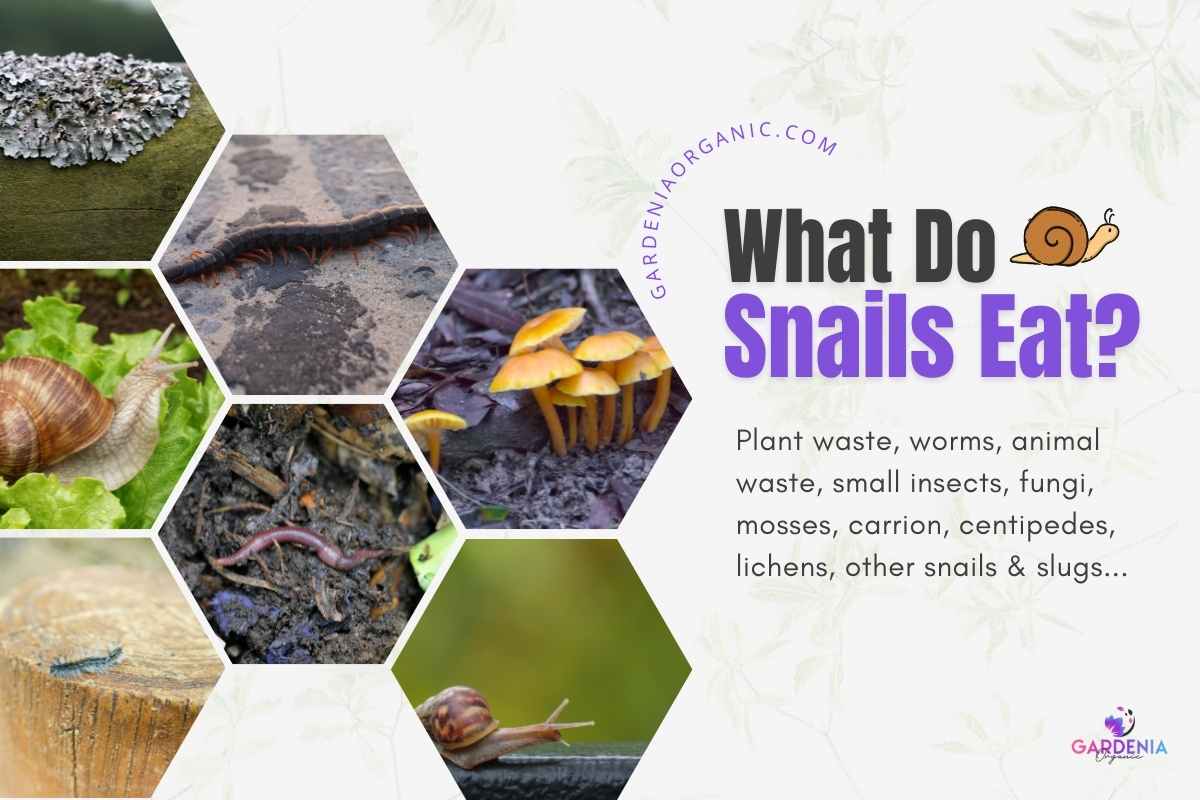 What Do Snails Eat? - Gardenia Organic