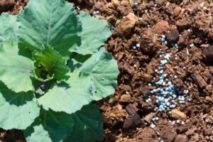 How to Easily Reverse Garden Over Fertilization - Gardenia Organic