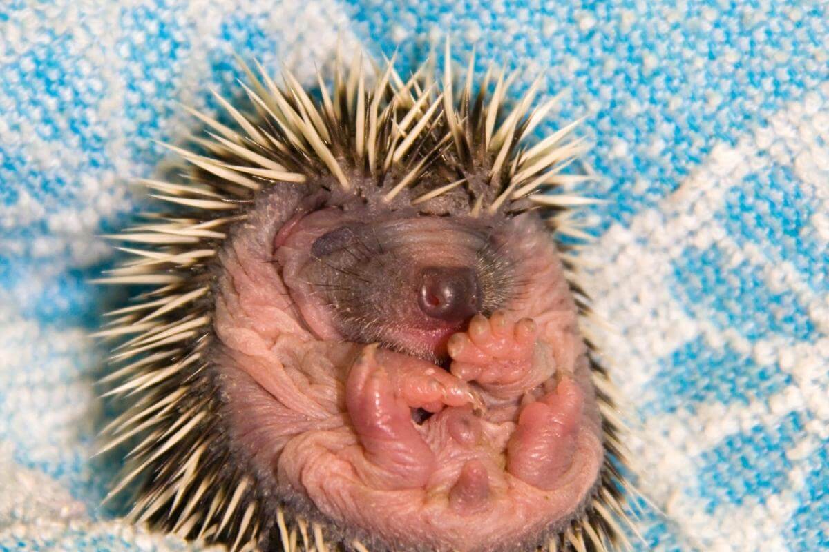 When Do Garden Hedgehogs Give Birth? - Gardenia Organic