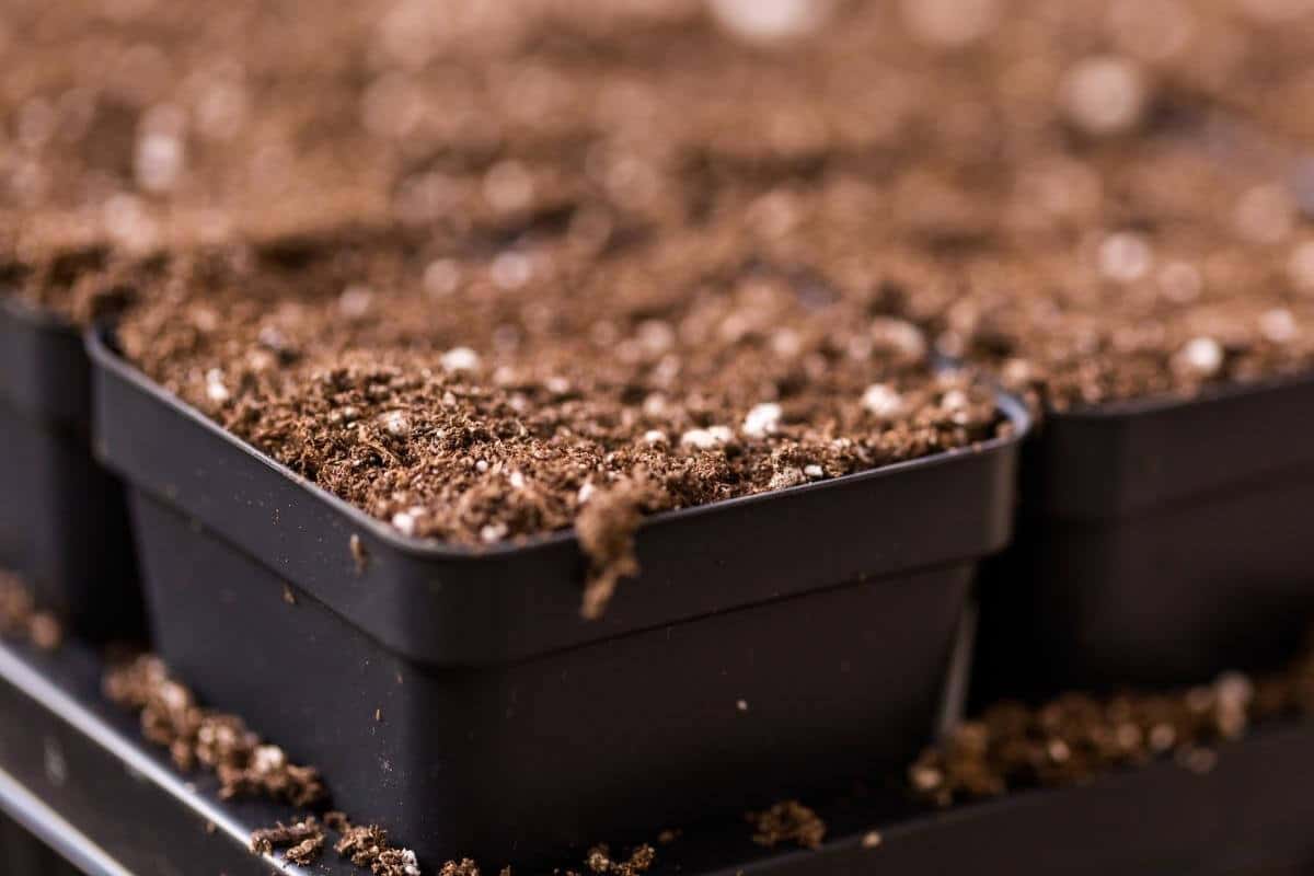 Can You Use Coco Coir as Soil? Coco Coir vs Soil - Gardenia Organic