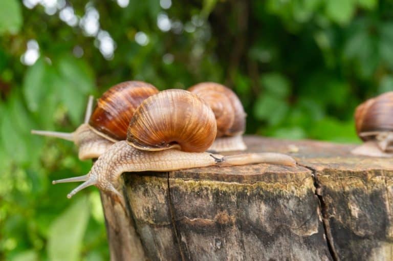 What Do Snails Eat? | Snail Diet In The Garden | Gardenia Organic